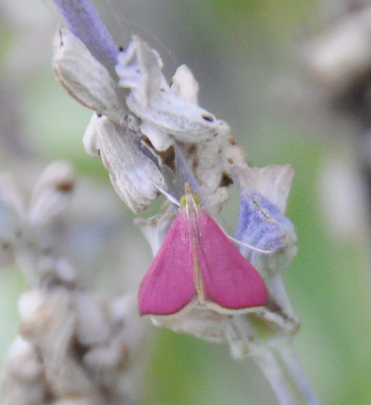 Pyrausta inornatalis « Magsig-blog